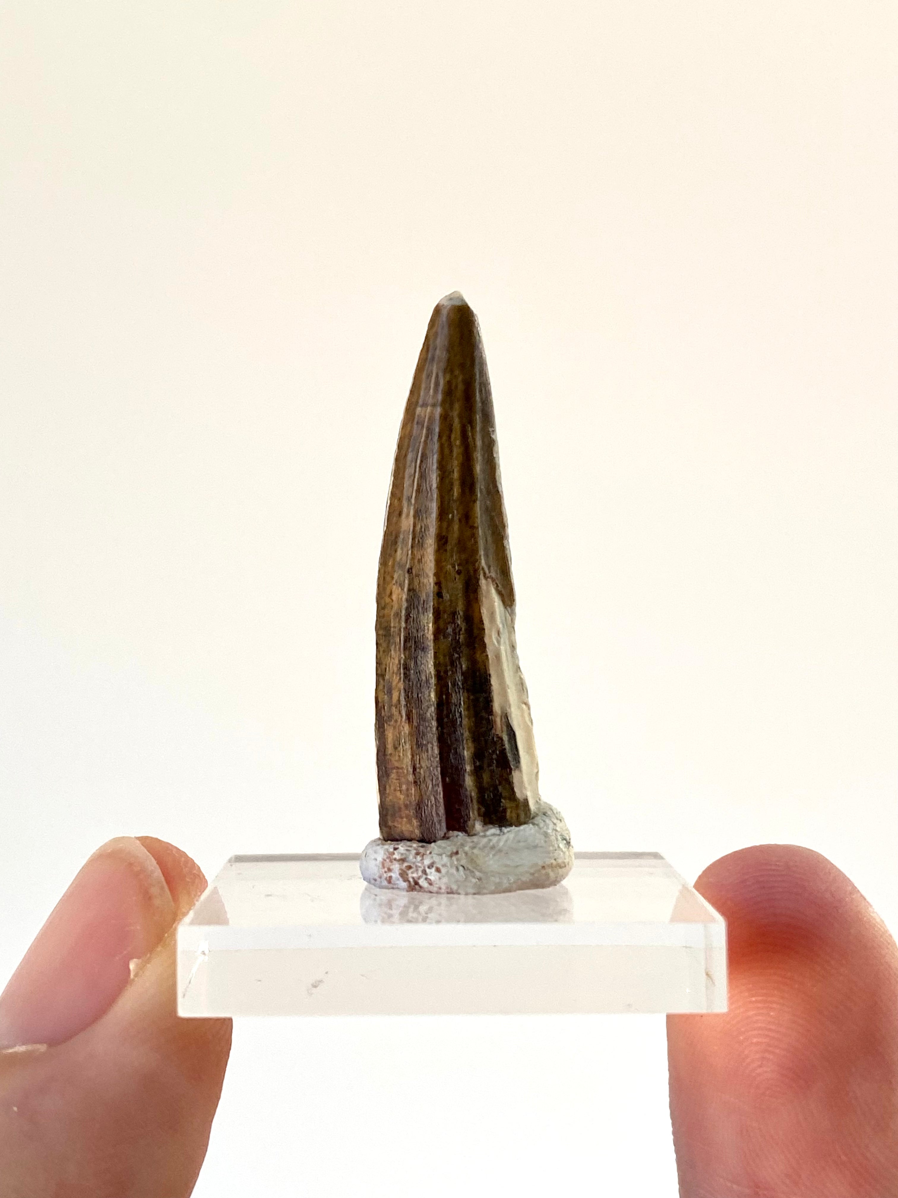 Suchomimus fossil dinosaur tooth - FossilsAndMore
