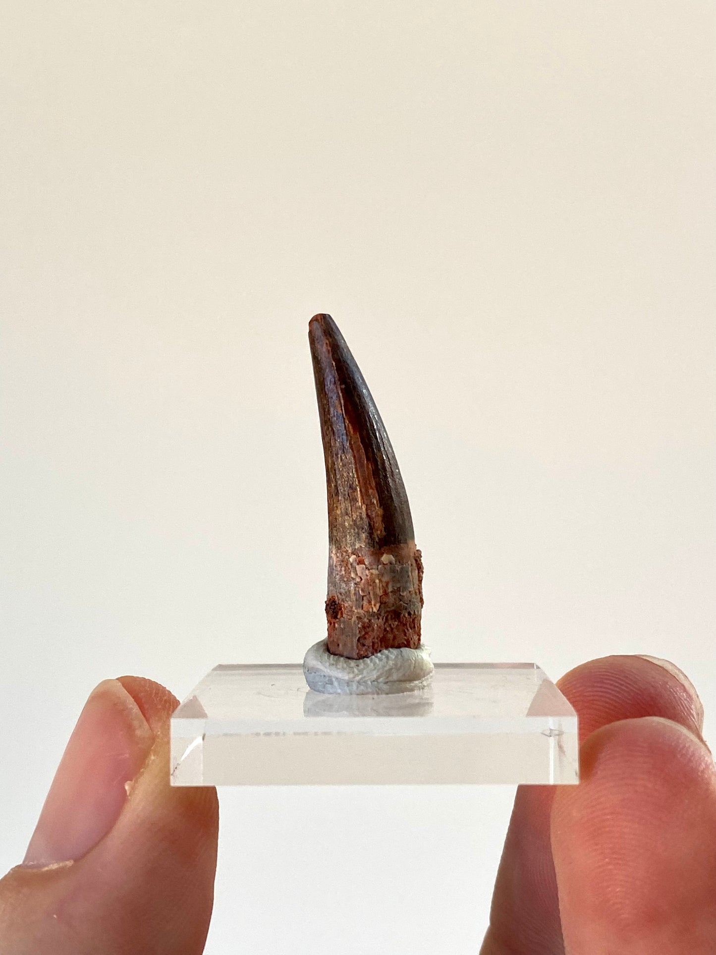 Suchomimus fossil dinosaur tooth - FossilsAndMore