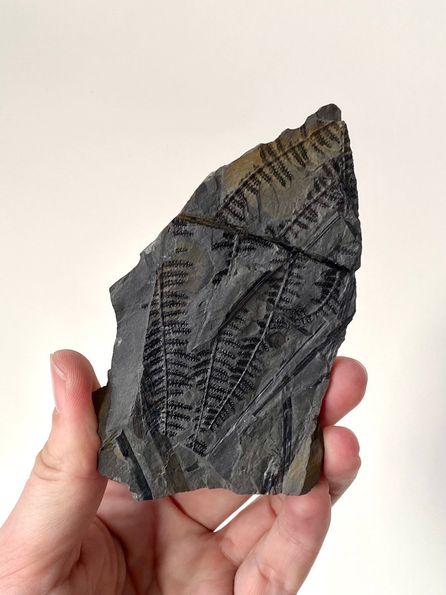 Pecopteris plant fossil matrix, fossil fern - FossilsAndMore