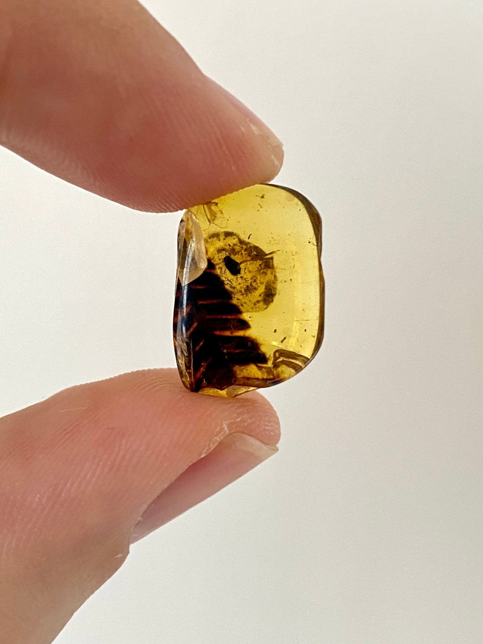 Burmese Amber with plant leaf inclusion - FossilsAndMore