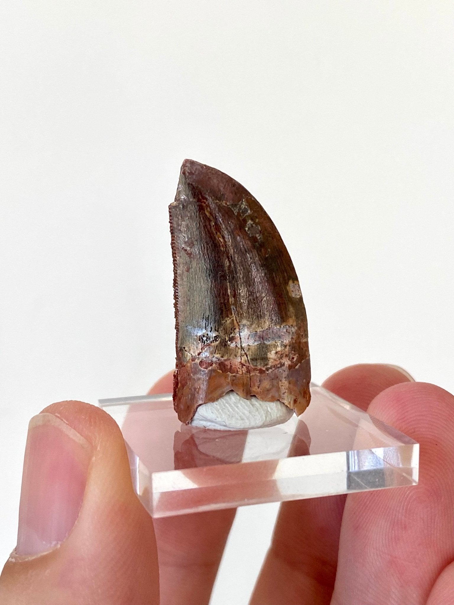 Carcharodontosaurus fossil teeth for sale - FossilsAndMore