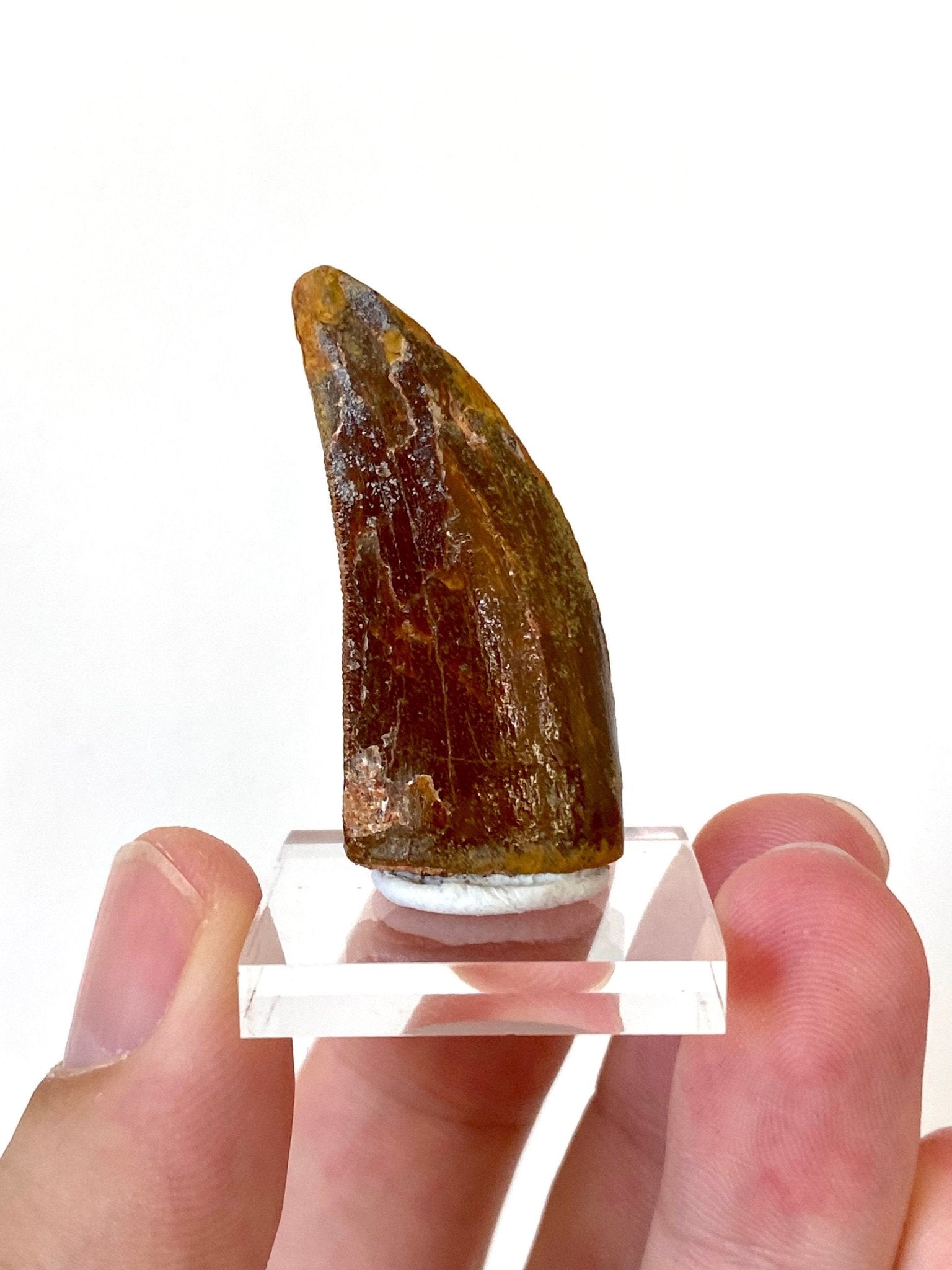Carcharodontosaurus fossil teeth for sale - FossilsAndMore