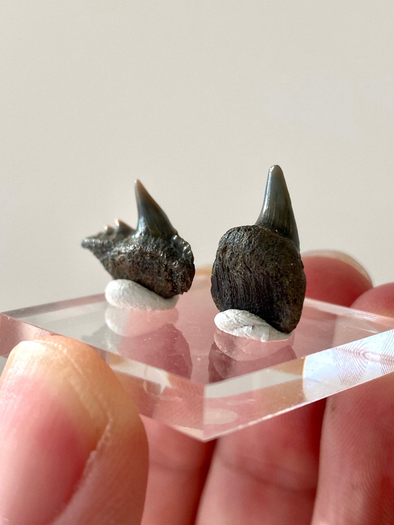 Fossil Notorynchus Primigenius shark teeth - FossilsAndMore