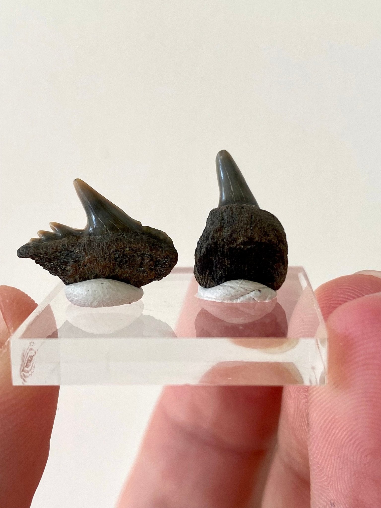 Fossil Notorynchus Primigenius shark teeth - FossilsAndMore