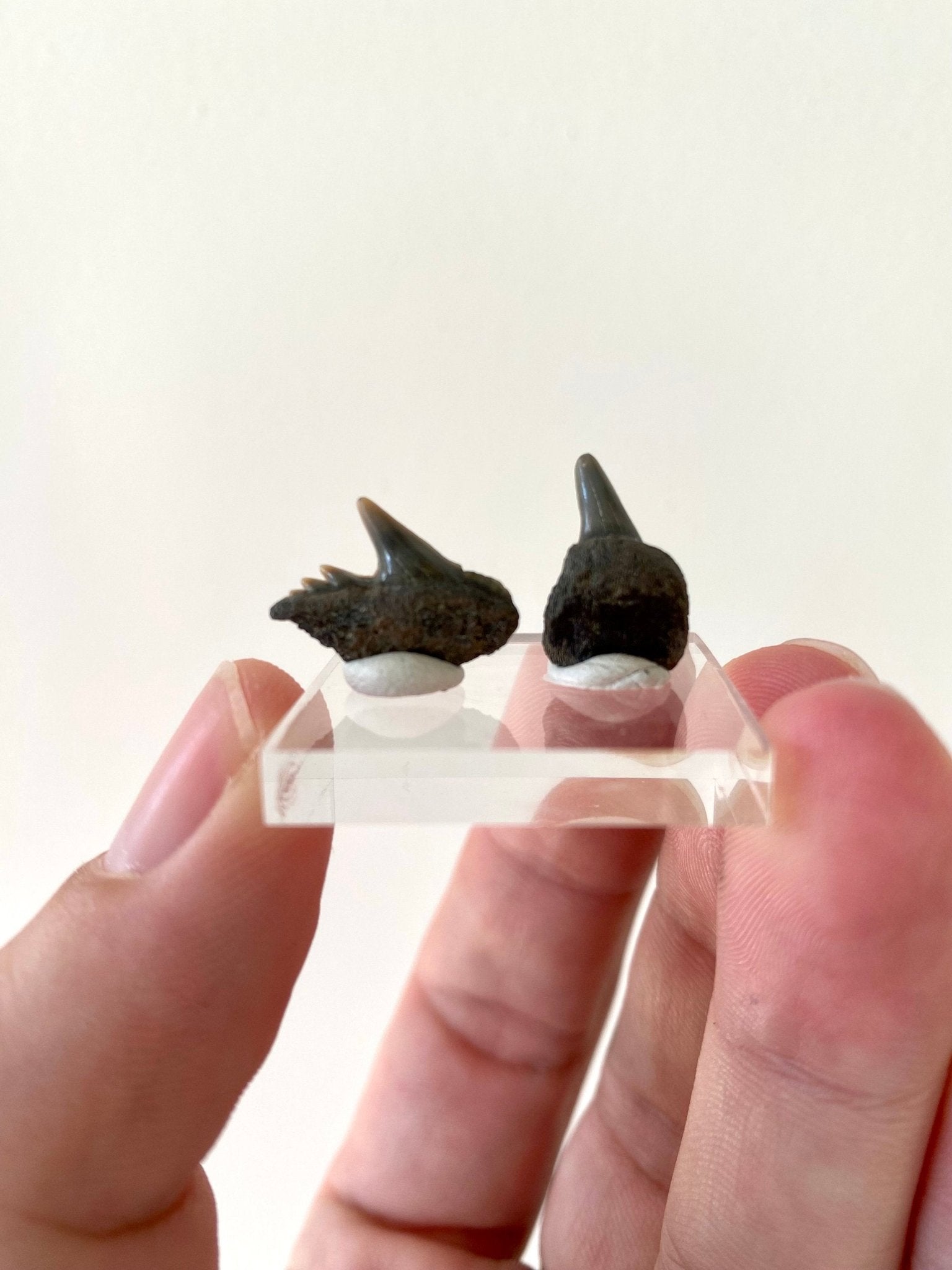 Fossil Notorynchus Primigenius shark teeth - FossilsAndMore