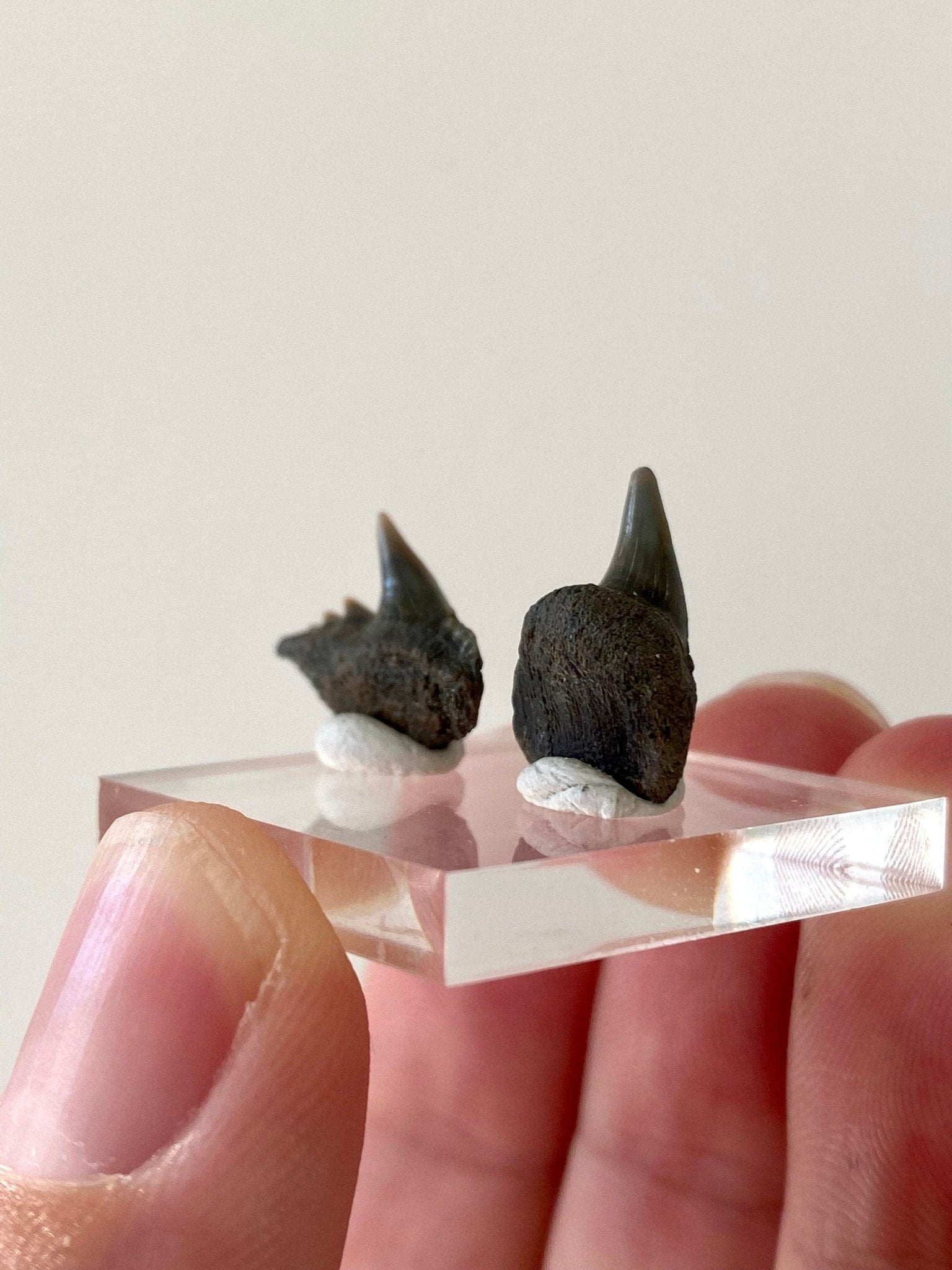 Fossil Notorynchus Primigenius shark teeth - FossilsAndMore