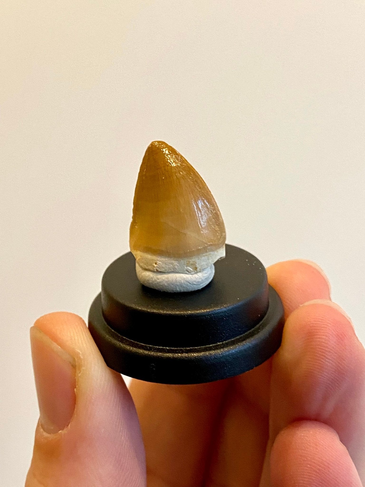 Mosasaurus fossils for sale - fossils and more – FossilsAndMore