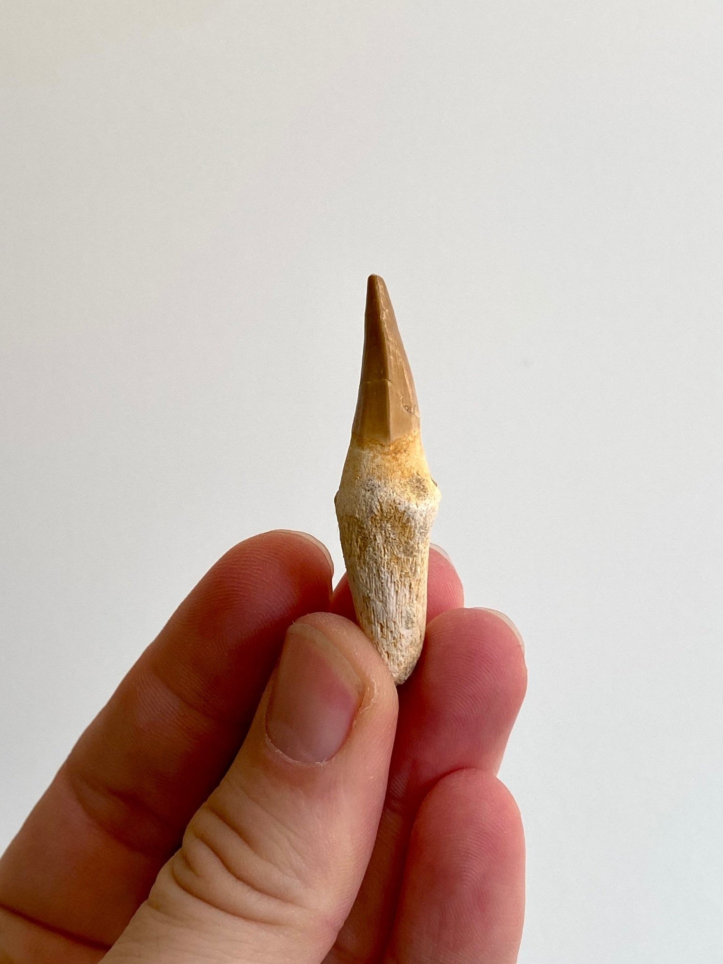 Mosasaurus fossil tooth with root - FossilsAndMore