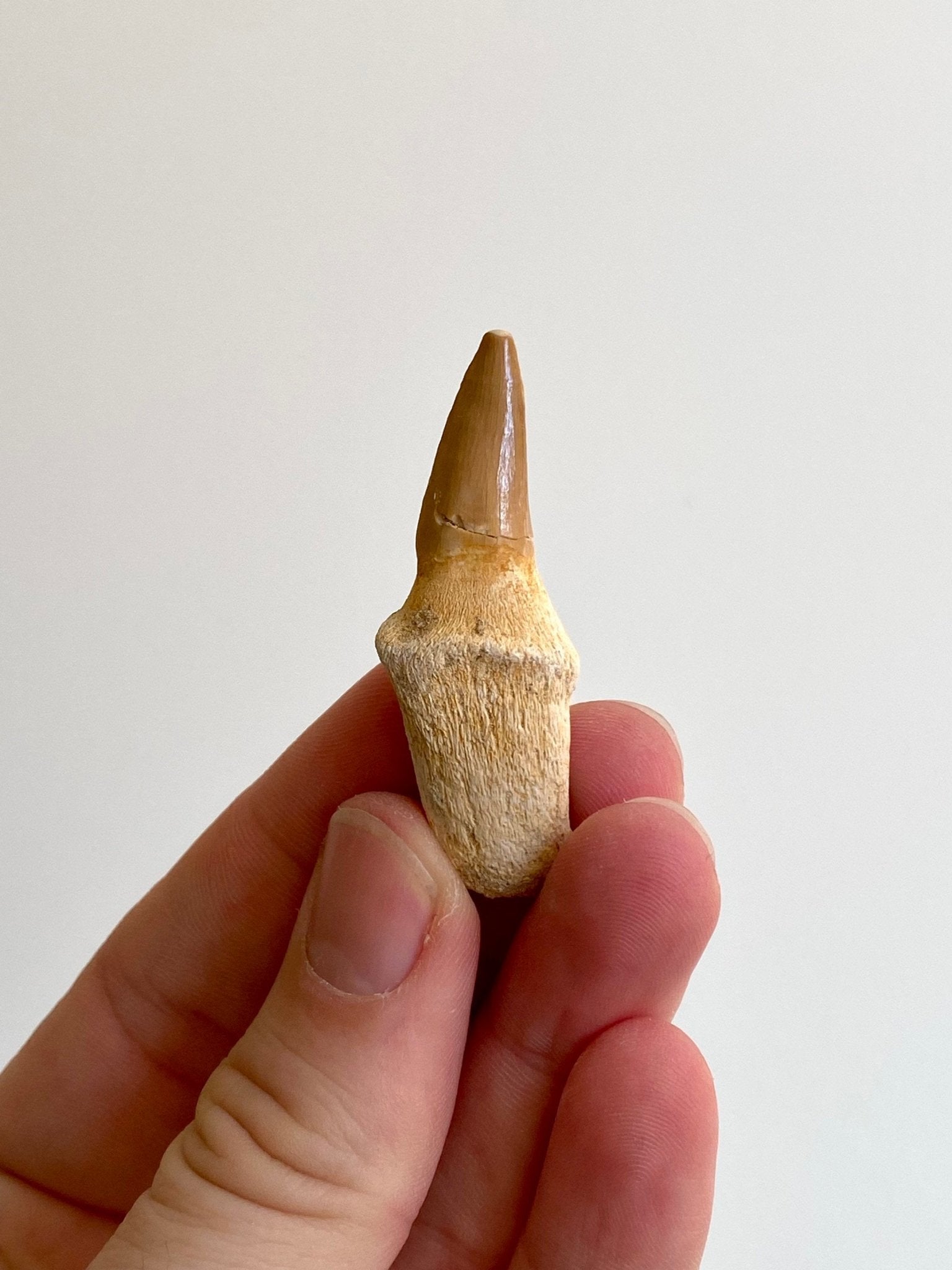 Mosasaurus fossil tooth with root - FossilsAndMore
