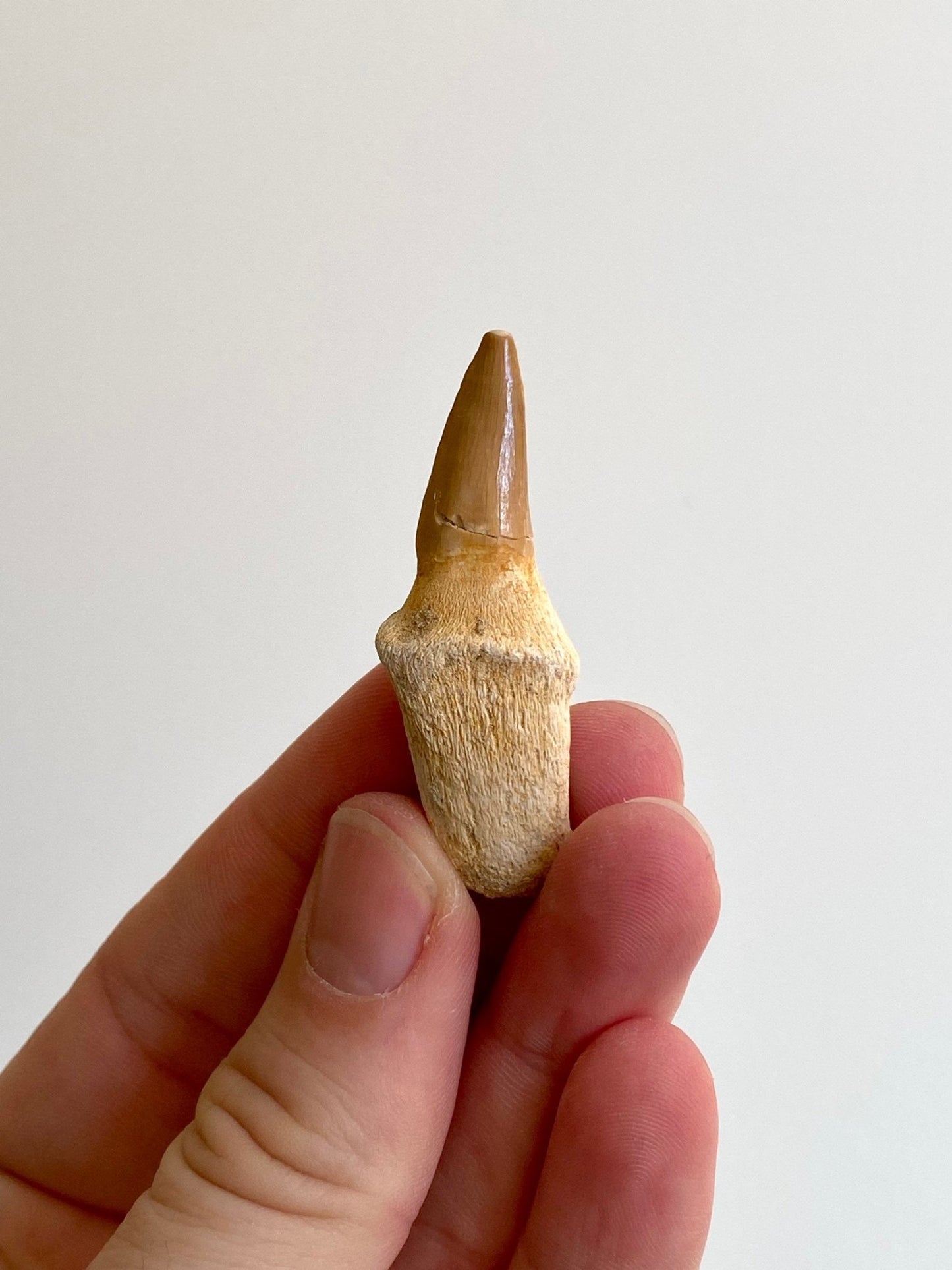 Mosasaurus fossil tooth with root - FossilsAndMore