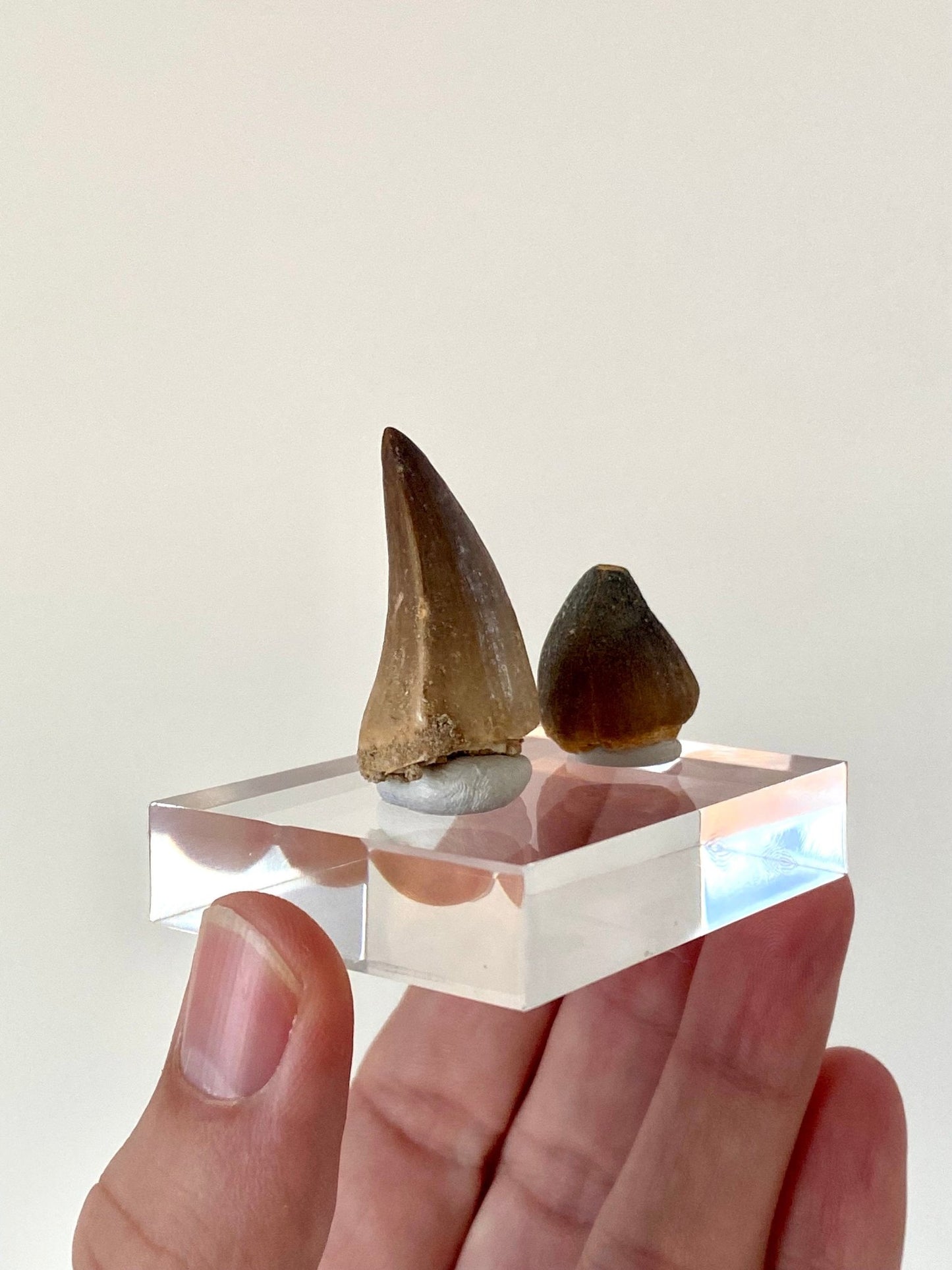 Mosasaurus tand & Globidens tand te koop - FossilsAndMore