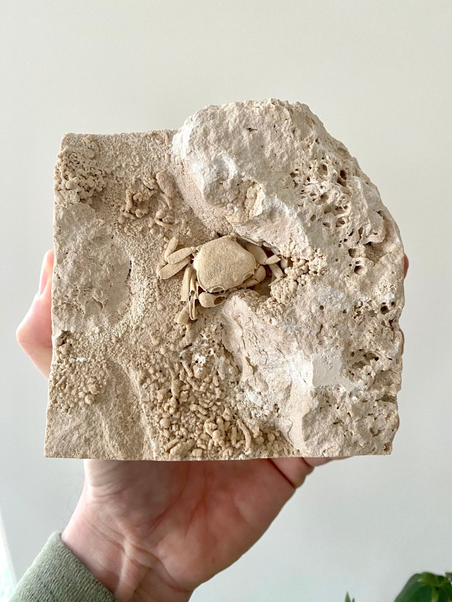 Potamon crab fossil species in travertine marble - FossilsAndMore