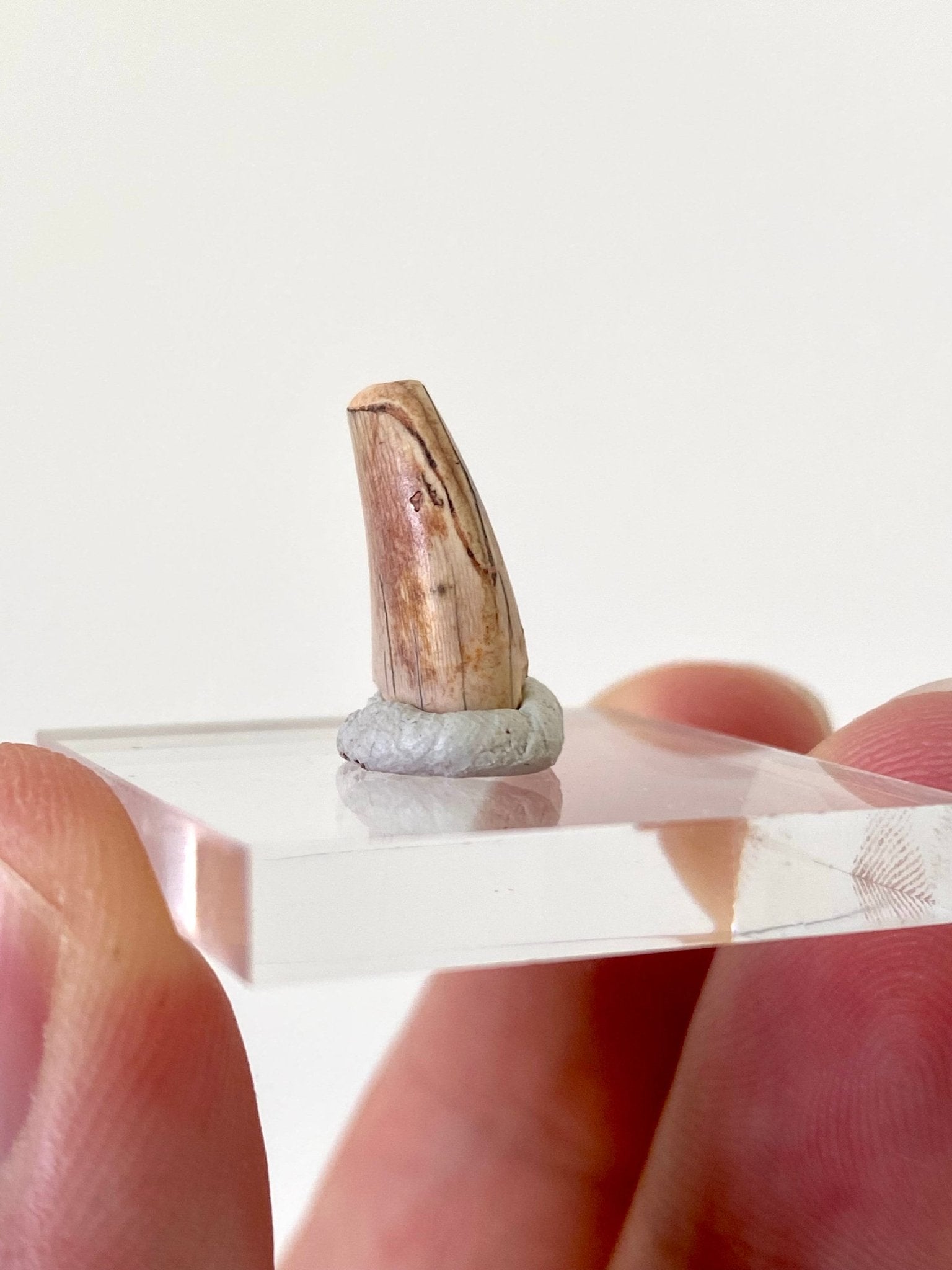 Rare Dinosaur fossil tooth - Afrovenator - FossilsAndMore