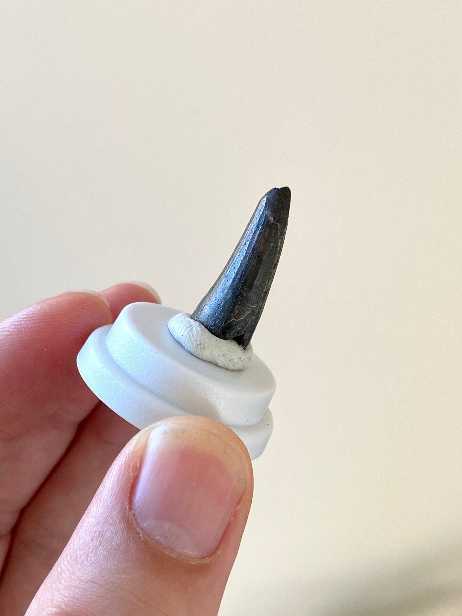 Rare Suchomimus tooth (2.8cm), genuine dinosaur fossil tooth from Niger ...