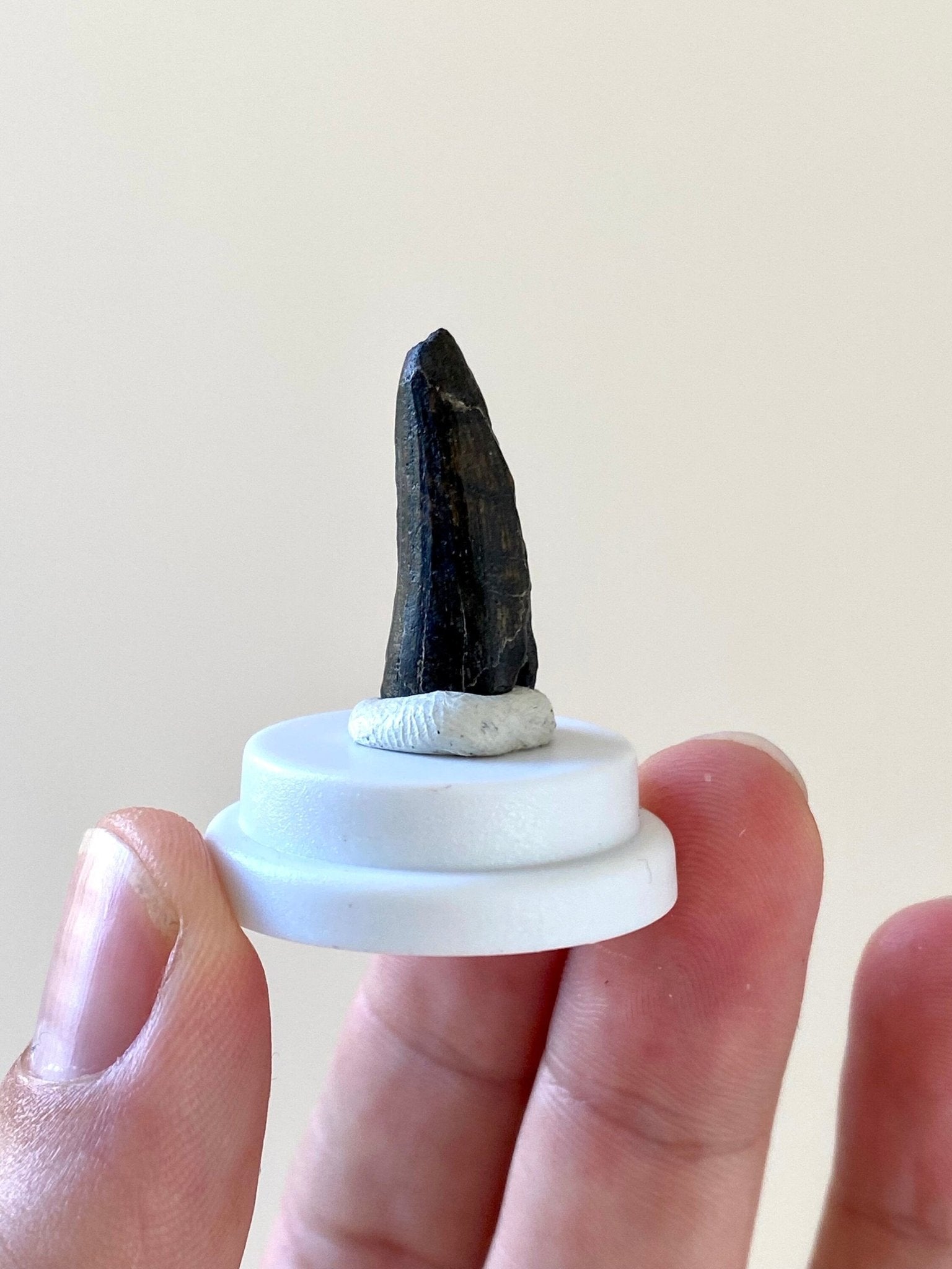 Rare Suchomimus tooth (2.8cm), genuine dinosaur fossil tooth from Niger ...
