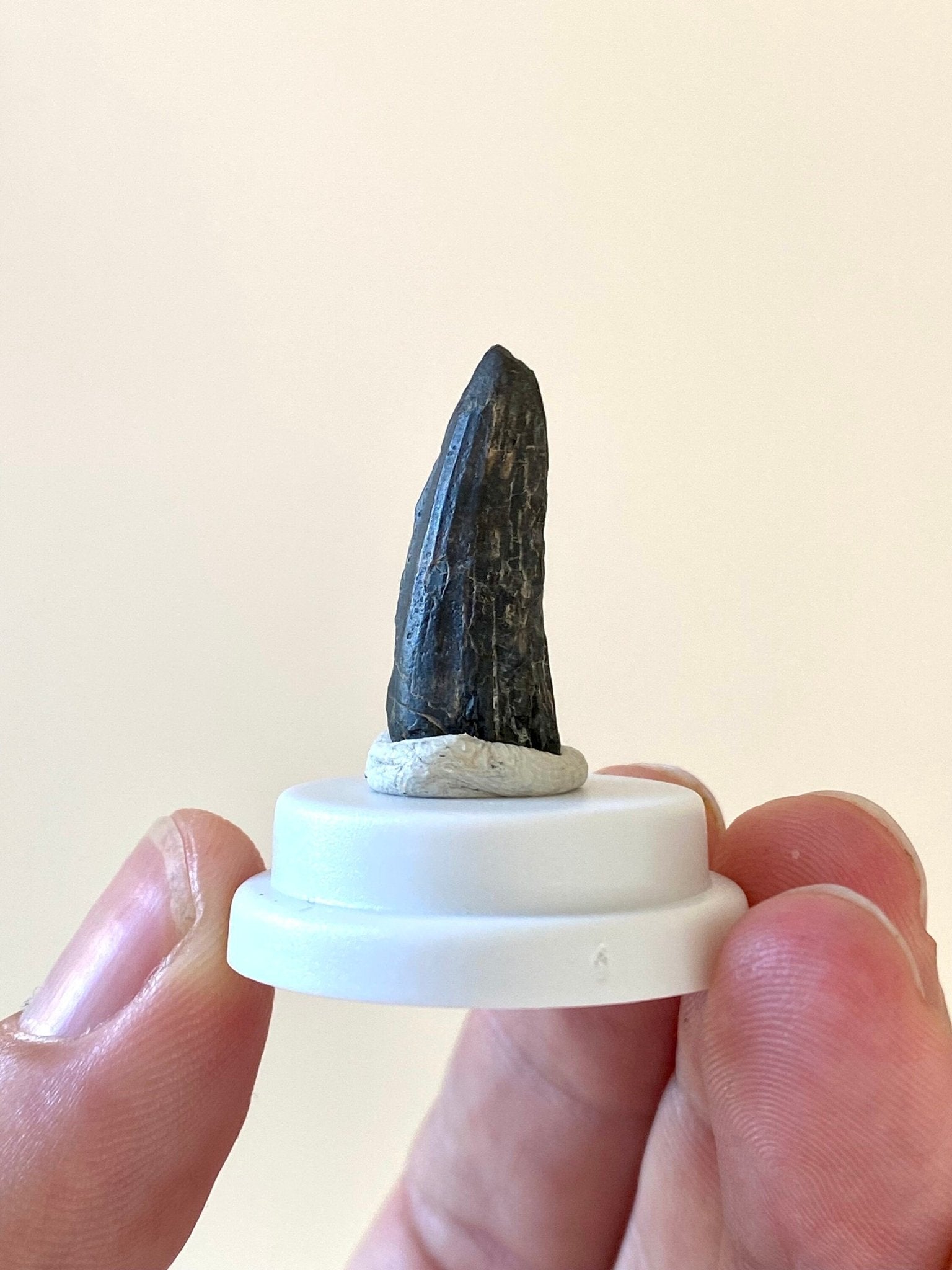 Rare Suchomimus tooth (2.8cm), genuine dinosaur fossil tooth from Niger ...