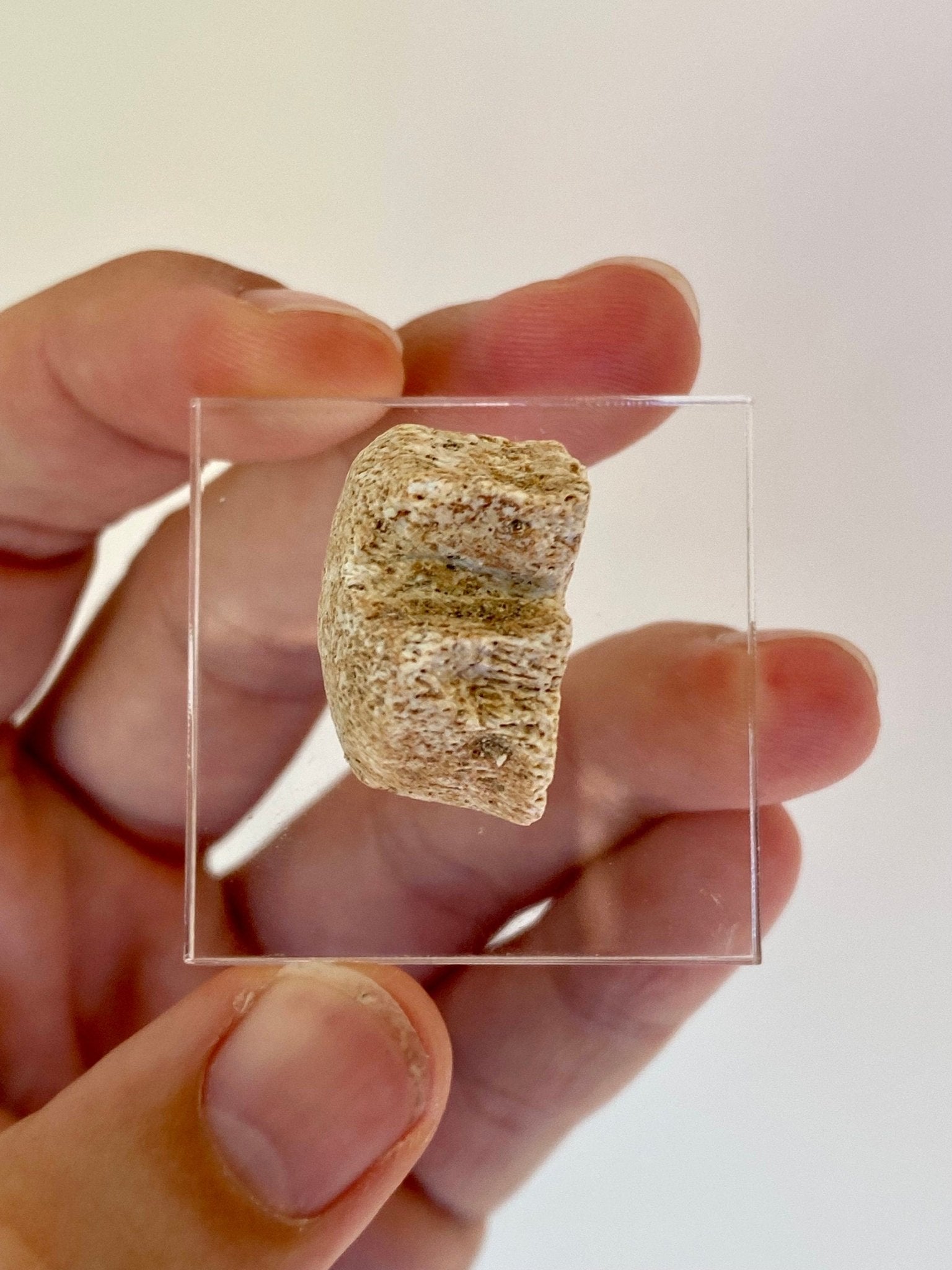 fossil Mosasaur species "tail" vertebrae - FossilsAndMore